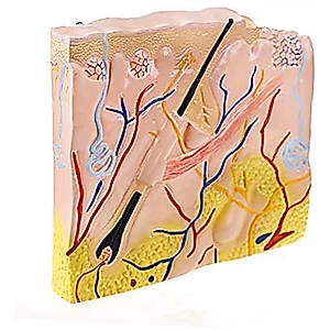 The Skin Structure Model - Planar Structure of Human Anatomical Medical Model Skin Leather Model - Model for The Visual Study,Lab Supplies