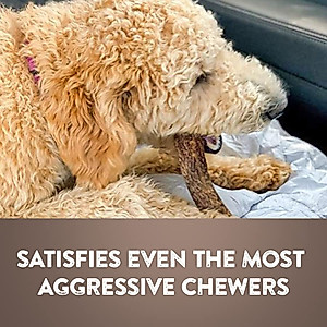 WhiteTail Naturals | 3 Pack Medium | Deer Antler Dog Chews | All Natural Organic Antlers for Dogs | Long Lasting Antler Bones for Dogs | Durable Antler Dog Toy