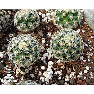 O-FarFarm Chunky Perlite Bulk, Horticultural Pearlite Coarse Perlite for Plants Indoor, Additive Conditioner Mix, Improve Drainage and Ventilation, Help Root Growth(5-10mm, 1qt)