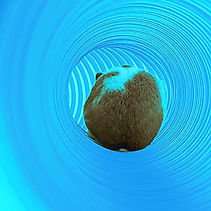 Niteangel Small Pet Fun Tunnel, 39 x 4 inches - Fit Adult Ferrets and Rats (Blue)