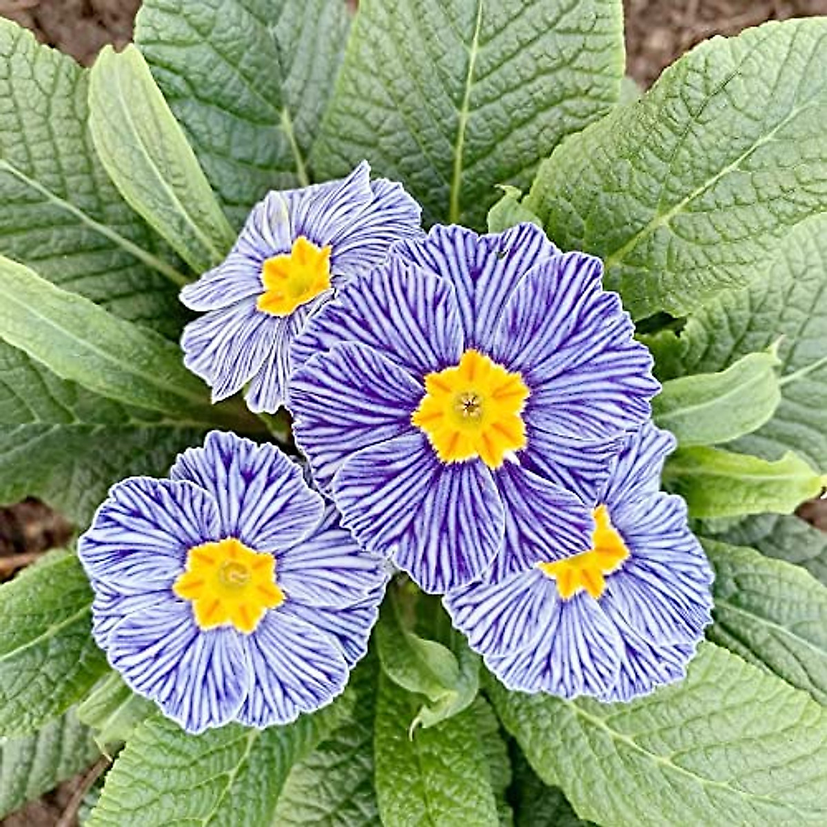 Primula 'Zebra Blue' Seeds Polyanthus Primrose Perennial Low Maintenance Deer Resistant Easy to Grow Border Edging Container Outdoor 100Pcs Flower Seeds by YEGAOL Garden