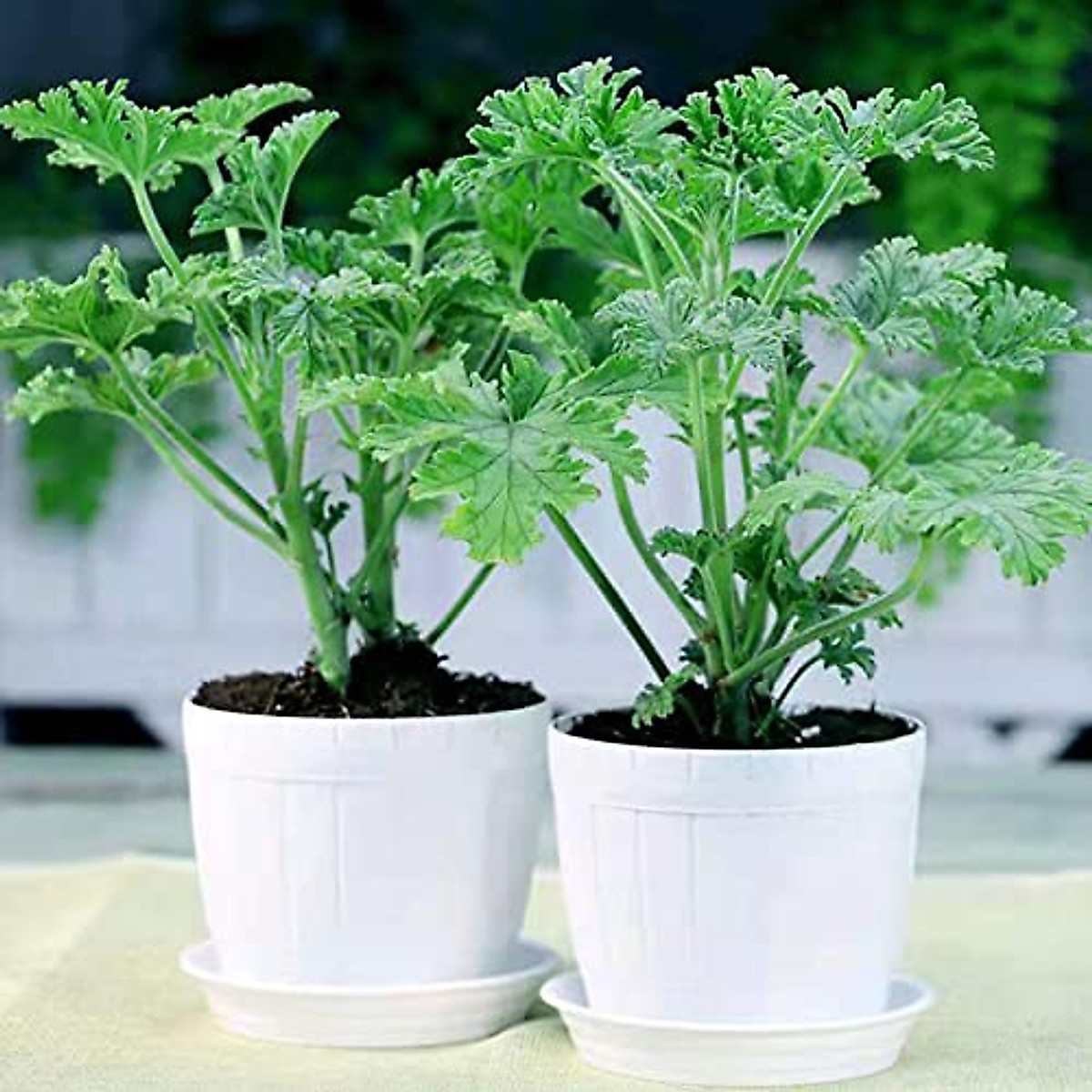 200 Pcs Citronella Plant Seeds Garden Home Plant Seeds