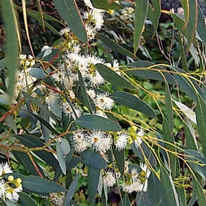 CHUXAY GARDEN Eucalyptus Globulus-Southern Blue Gum 25 Seeds Evergreen Tree Endemic Privacy Screen Road Edge Plants Easily Grow