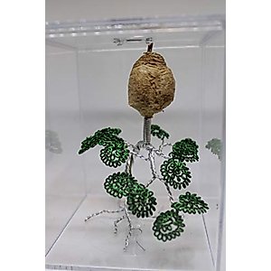 TruBlu Supply Live Chinese Ootheca Praying Mantis Egg Case + Crystal Clear Hatching Habitat Incubator Kit (Bonsai Tree),Mixed