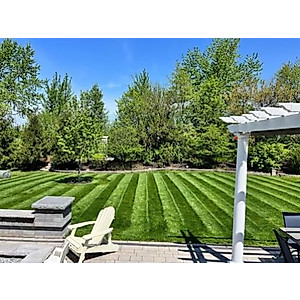 Twin City Seed Co. Blue Envy, Kentucky Bluegrass Blend, 1 lb Bag