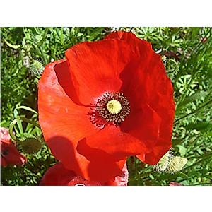 50,000 Flanders Red Corn Poppy Seeds 7 Grams Non GMO Heirloom USA Harvested pollinator bee Butterfly American Legion Poppy. Ornamental Poppy