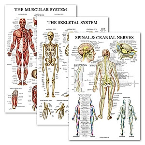Palace Learning 3 Pack - Muscle + Skeleton + Spinal Nerves Anatomy Poster Set - Muscular and Skeletal System Anatomical Charts - Laminated 18" x 24"