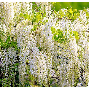 5 White Wisteria Bonsai Tree Seeds for Planting - Wisteria sinensis Alba - 5 Rare Seeds, Popular for Bonsai