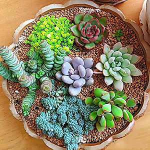 500pcs Mix Rare Succulent Seeds for Planting, DIY Bonsai Ornamental Plant Hardy Perennial