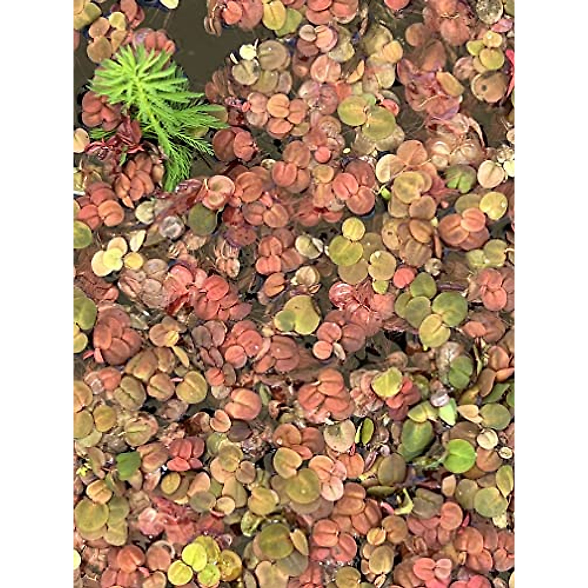 Red Root Floater - Live Aquarium Plants - 4oz Cup | Floating Live Plants for Aquariums or Ponds
