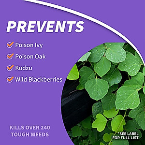 Bonide Poison Ivy Products 331 Concentrate Brush Weed Killer, 32-Ounce, Pack of 2