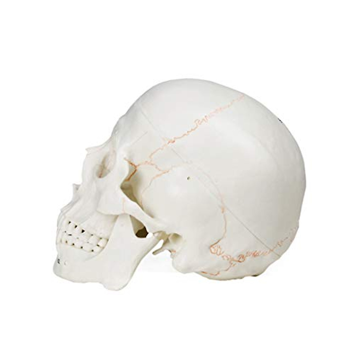 Vision Scientific VAL221 Medical Numbered Human Skull-3 Part | Life Size | from Real Human Skull, Detail Hand Painted Numbering | Sectioned Skullcap | Suture Lines & Full Dentition | Labelled Diagram