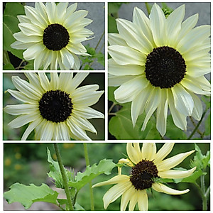 Seed Needs, Italian White Sunflower Seeds - 180 Heirloom Seeds for Planting Helianthus debilis - Light Yellow Blooms to Plant an Outdoor Butterfly Garden, Great for Cut Flowers (1 Pack)