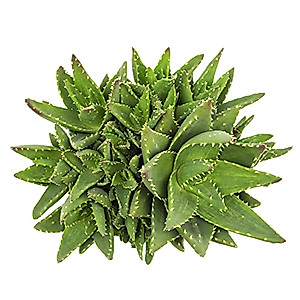 Succulents Plants Live Indoor Plants, Aloe Nobilis Plants Live Houseplants, Live Succulents Live Plants Indoor Succulent Plants, Indoor Plant Real Succulents Plants House Plants by Plants for Pets