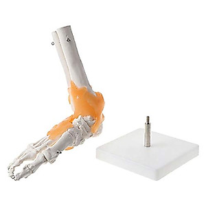 Life Size Human Foot Joint Model with Ligaments Human Anatomical Teaching Model