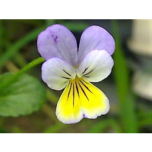 50 Seeds Johnny Jump Up Viola Tricolor Violet Flower edlcy (Seeds)