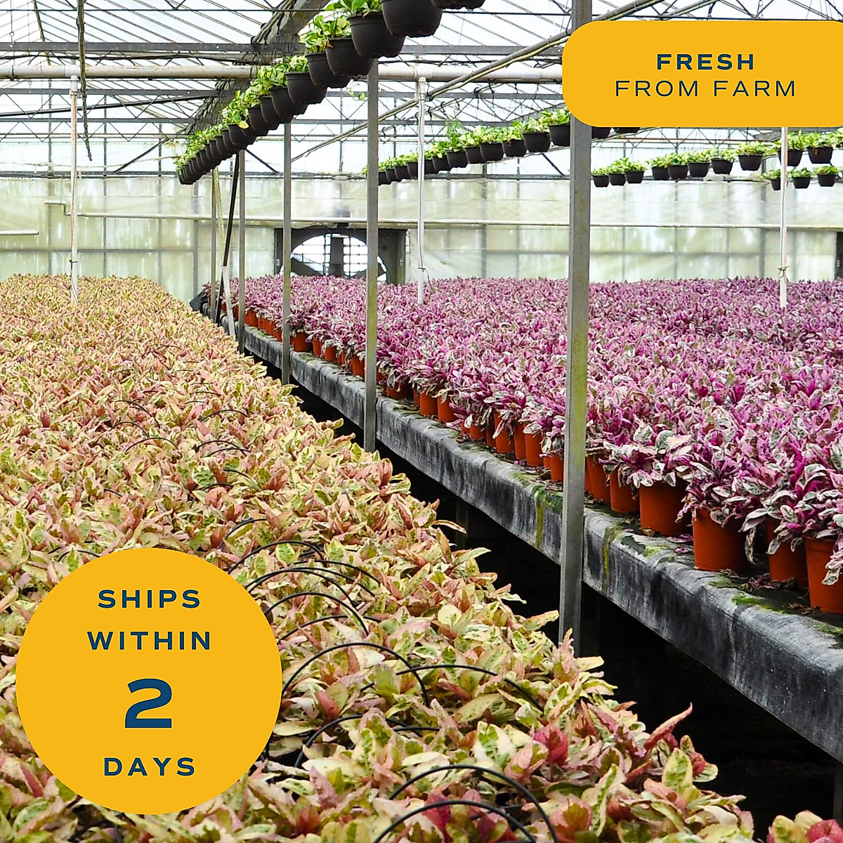 Costa Farms Money Tree, Easy Care Live Indoor Plant In Premium Ceramic Planter, Unique Gift for Birthdays, Prosperity, Good Luck, Excellent Room Décor And Dorm Decor, 16-Inches Tall