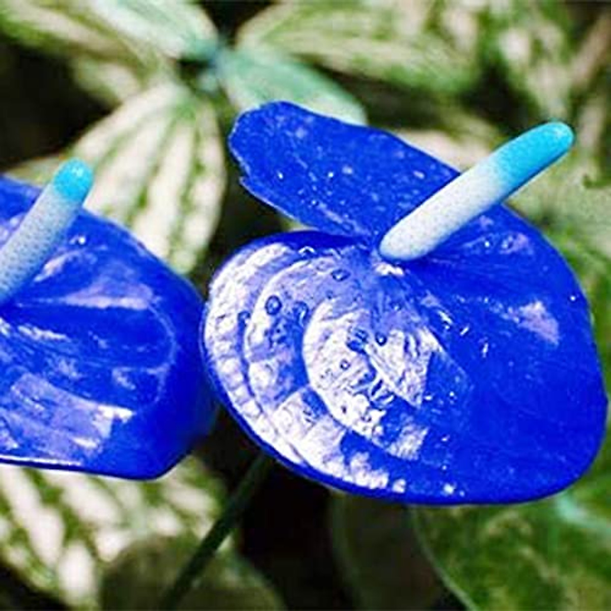 QAUZUY GARDEN 100 Seeds Blue Anthurium-Tailflower Flamingo Laceleaf Flower Seeds Tropical  Exotic Plant Purify Indoor Air Velvet Cardboard Easy to Grow & Maintain