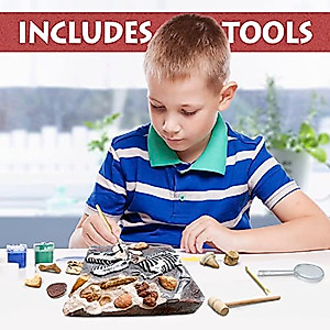 DANCING BEAR Fossil Dig Kit, Excavate 15 Prehistoric Fossils Including Real Dinosaur Bones and Shark Teeth, Paleontology STEM Education for Kids, Fun Science Activity Gift Sets for Girls and Boys