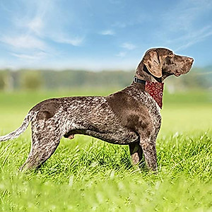 Christmas Pet Triangle Scarf for Small Medium Large Dogs Cats Pets Christmas Gold White Snowflakes Dog Bandana Dog Accessories Collar