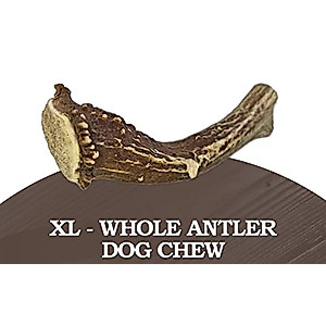 WhiteTail Naturals | Premium Deer Antlers for Dogs (Extra Large) | All Natural Antler Dog Chew | Naturally Shed, Long Lasting Chew Bone, Made in USA