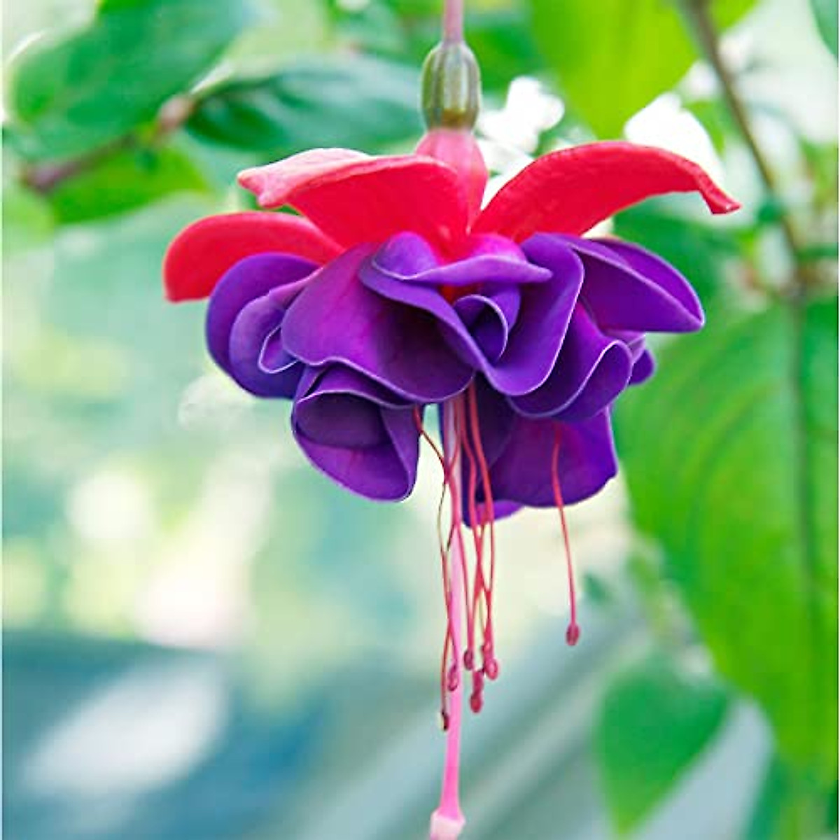 QAUZUY GARDEN 100 Fuchsia Seeds - Premium Mixed Colors Lantern Fuchsias Bell Flower, Ladies' Eardrop Seeds - Attract Pollinators - Showy Potted Hanging Baskets Bonsai Flower