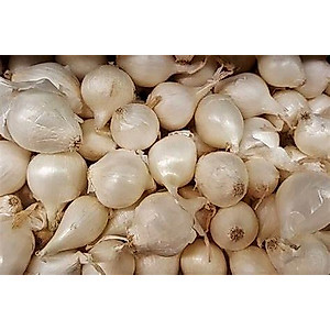 500 Barletta Onion Seeds for Planting Short Day Italian Heirloom Onion. Non GMO 2 Grams Garden Vegetable Bulk Survival Pearl Onion