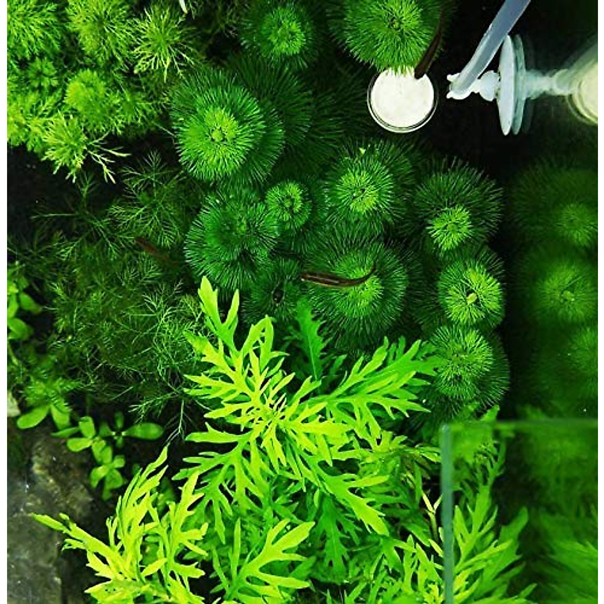 Planterest – Water Wisteria Hygrophila Difformis Bunch Live Aquarium Plant Decorations BUY2GET1FREE