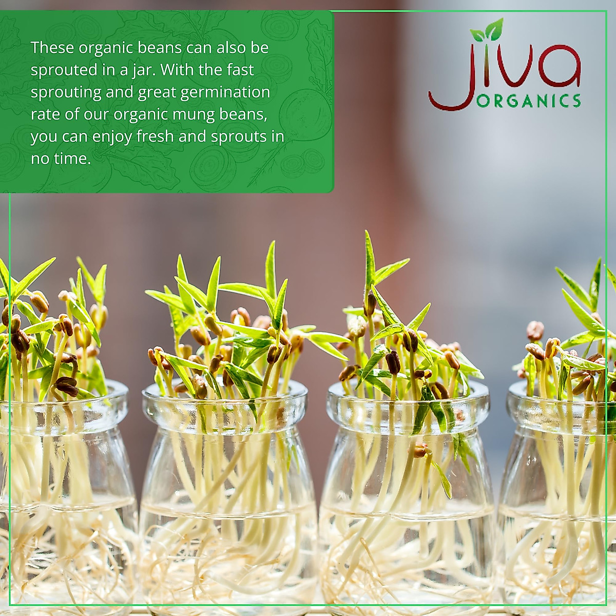 Jiva Organic Mung Bean - Mung Moong Beens Whole for Sprouting and Cooking - 2 lb Bean Bag – Indian Spices