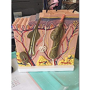 50X TDOU 35/50/70 Times Human Big Anatomical Skin Magnified Tissue Structure Model with Hair 35X/50X/70X Enlarged for Biology Minimally Invasive Cosmetic Surgery Teaching Models(50X)