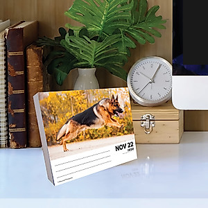 Willow Creek Press German Shepherds Daily 2024 Box/Desk Calendar (5.86" x 4.72")