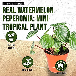California Tropicals Watermelon Peperomia Plant - 4'' Unique Mini Houseplant - Easy Live Potted Plant for Small Indoor Spaces, Air Purifying - Tiny Garden Gem, Tropical Office Decor