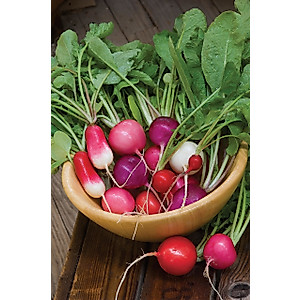 Burpee Cook's Custom Blend Radish Seeds 575 seeds