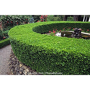 TABOR TOOLS B212A Telescopic Hedge Shears with Wavy Blade and Extendable Steel Handles. Extendable Manual Hedge Clippers for Trimming Borders, Boxwood, and Tall Bushes.