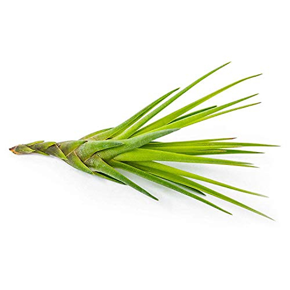 Tillandsia Air Plants Live Indoor Plants (50 Pack), Air Plants Bulk Party Favors or Wedding Favors Live Plants, Air Plant Lover Gifts, DIY Terrarium Kit, Air Succulents Plants Live by Plants for Pets