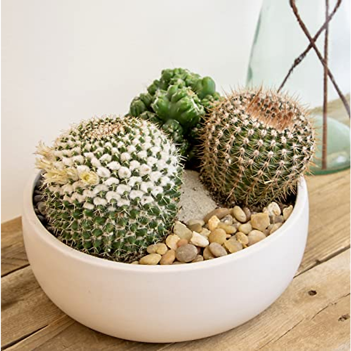 Altman Plants, Assorted Cactus Plants Live Plants (3PK), Cactus Plant Live Succulents Plants Live Cactus Decor, Indoor Plants Live House Plants in Cactus Soil, Live Cacti Plants Live Succulent Plants