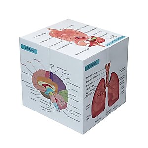 Medical Student Human Anatomy 3.93"Cube Anatomy Poster Set Heart,Brain,Lung,Stomach,Throat,Muscular,Skeletal,Digestive,Circulatory,Gifts For Medical Students, Nurse