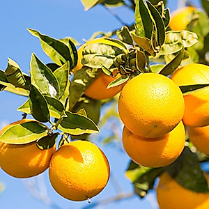 Dwarf Valencia Orange Seeds Fragrant Sweet Juicy GMO Free Patio Courtyard Outdoor Containers 15Pcs Fruit Tree Seeds by YEGAOL Garden