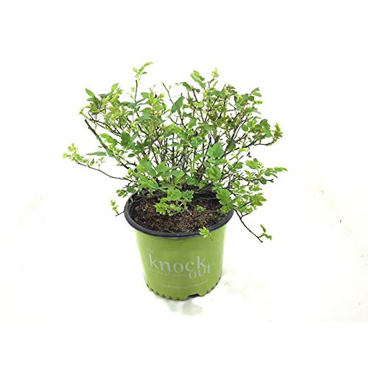 Star Roses Knockout Series 11892 Star Series Roses Knock Out, 3 Gallon, Sunny Knockout