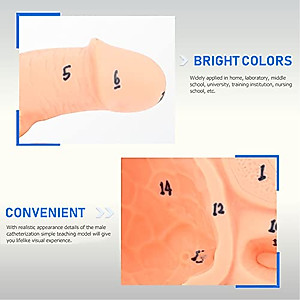 POPETPOP Male or Female Catheterization Model Education Model Male Catheter Anatomy Model Educational Training Aid