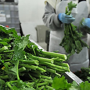 Broccoli Rabe Friarielli Preserved in EVOO - Maida Farm, Campania, Italy