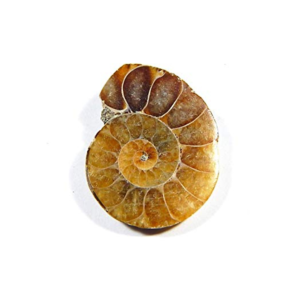 XUETZALCOATL Purujit Sudarshan Shaligram 1.5cm - 2.5cm from Kali Gandaki 1 pcs