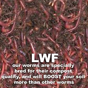 WWJD Worm Farm - 25 Red Wigglers - Garden Worms