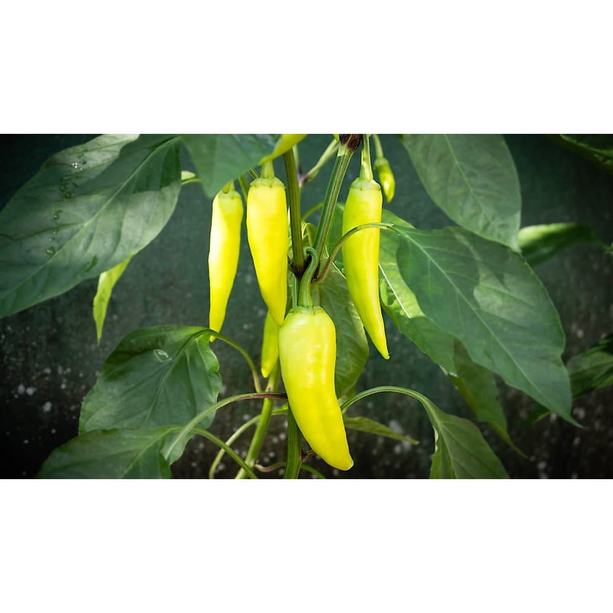 Banana Pepper Seeds for Planting, 100+ Heirloom Seeds Per Packet, (Isla's Garden Seeds), Non GMO Seeds, Other Name: Yellow Wax Pepper/Banana Chilies, Scientific Name: Capsicum annuum