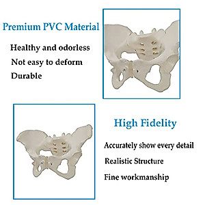 Female Pelvis Model, Life Size Female Pelvic Skeleton Mode, Female Anatomy Model for Science Education, Hip Bone Pelvic Model Female Anatomical Model