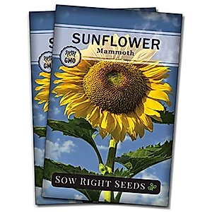 Sow Right Seeds - Mammoth Sunflower Seeds to Plant and Grow Giant Sunflowers in Your Garden.; Non-GMO Heirloom Seeds; Full Instructions for Planting; Wonderful Gardening Gifts (2)