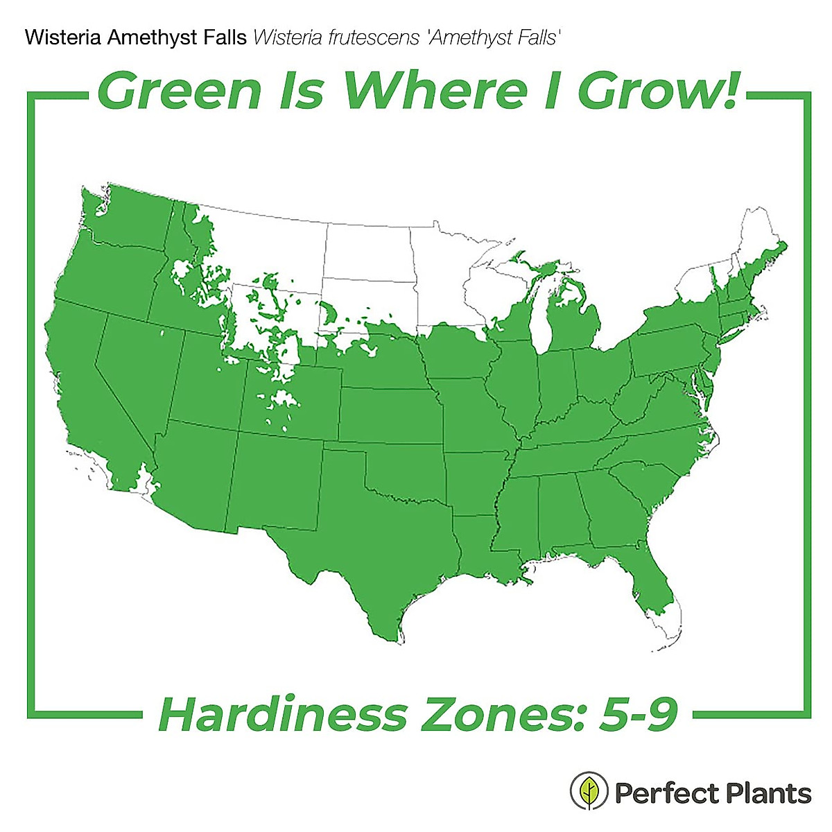 PERFECT PLANTS Amethyst Falls Wisteria Vine 1 Gallon | Live Shrub for Outdoor Planting | Fast Growing Vines for Trellis or Fence | Beautiful Purple Flowers During Spring & Summer