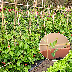 Plant Stakes,4FT Longer Sturdy Natural Bamboo Garden Stakes,GAGINANG 25Pcs Bamboo Sticks Trellis Support for Tomato, Vegetables Beans Trees Climbing Plants