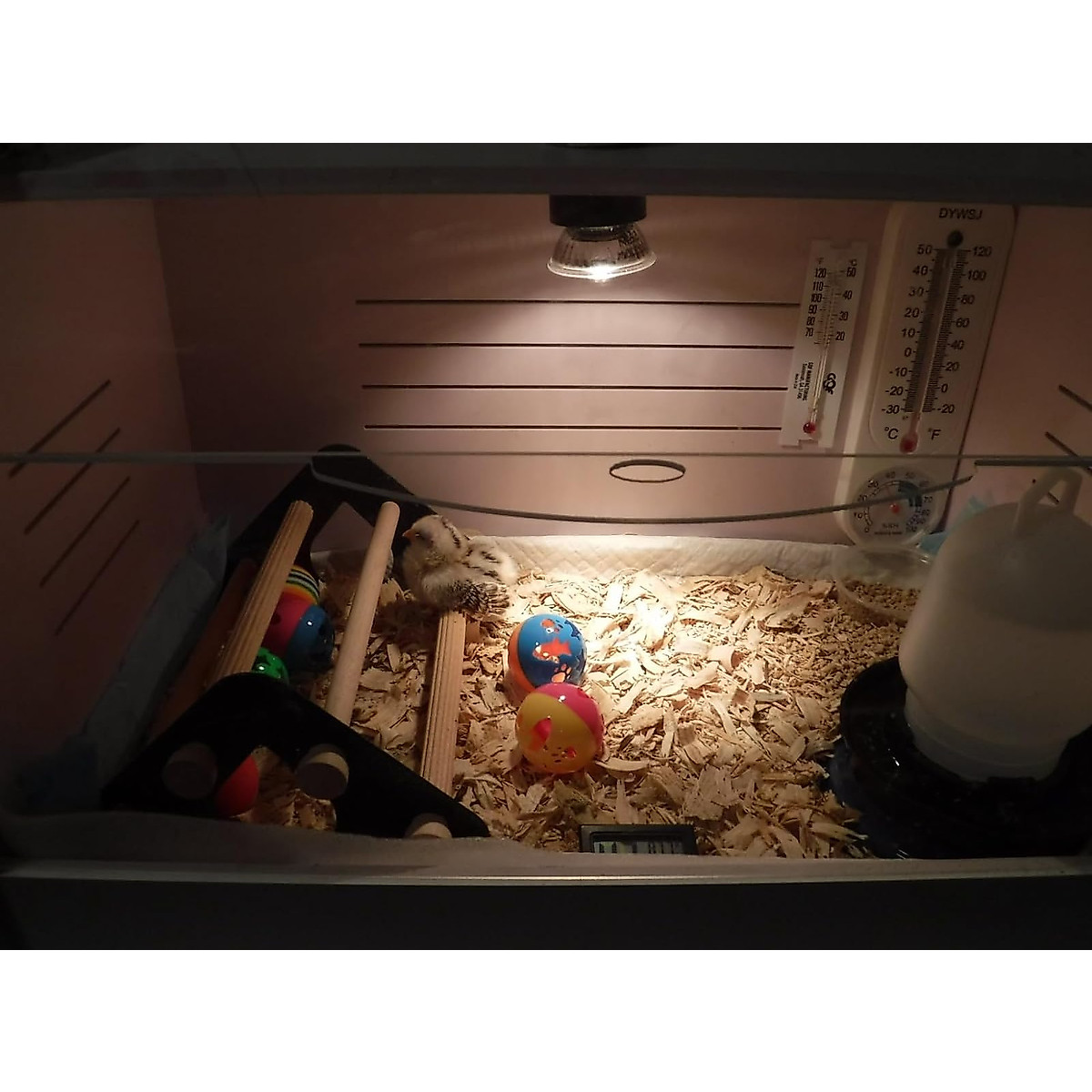 Baby Chick Perch, Durable Natural Wooden Roosting Bar for coop and brooder, Training Chicken Roosting Perches for Mini Baby Chicks, Metal Frame Easy to Assemble and Clean, Fun Toys for Chick