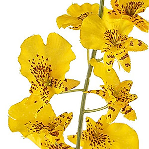 Ashland Michaels Bulk 12 Pack: Yellow Dancing Orchid